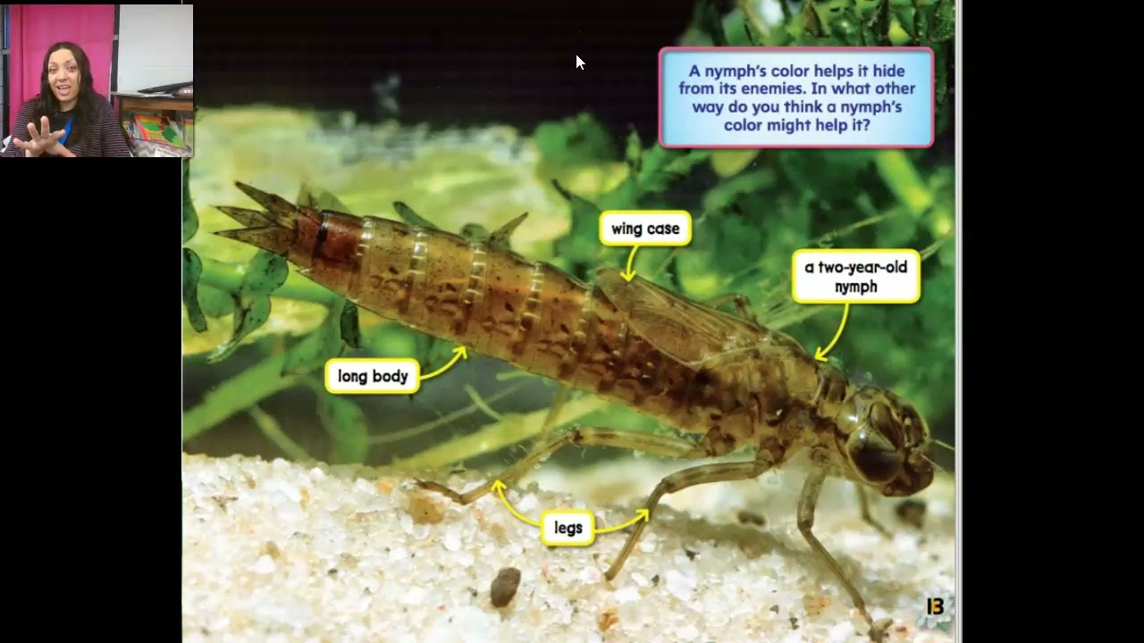 Dragonfly nonfiction - YouTube