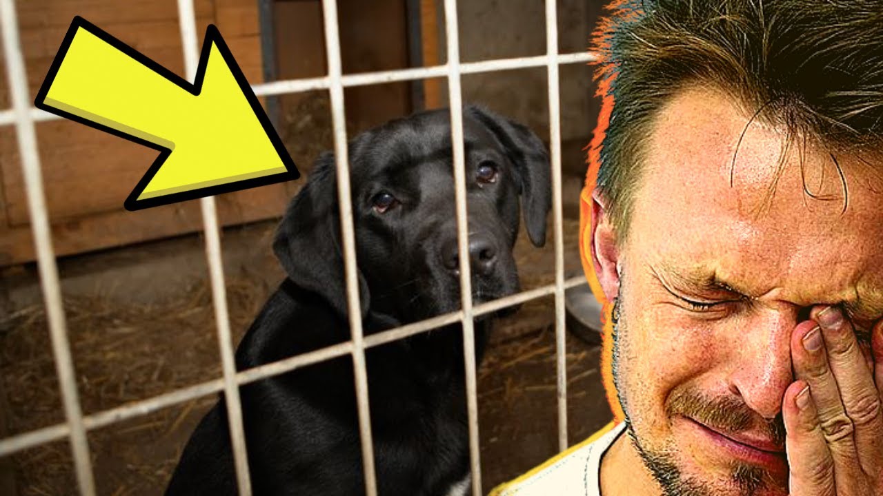 Man Ready To Return His New Dog Back To Shelter Finds Out Something ...