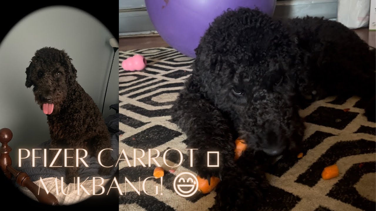 Pfizer the puppy, eating carrot.🤩🤔 🥕 - YouTube