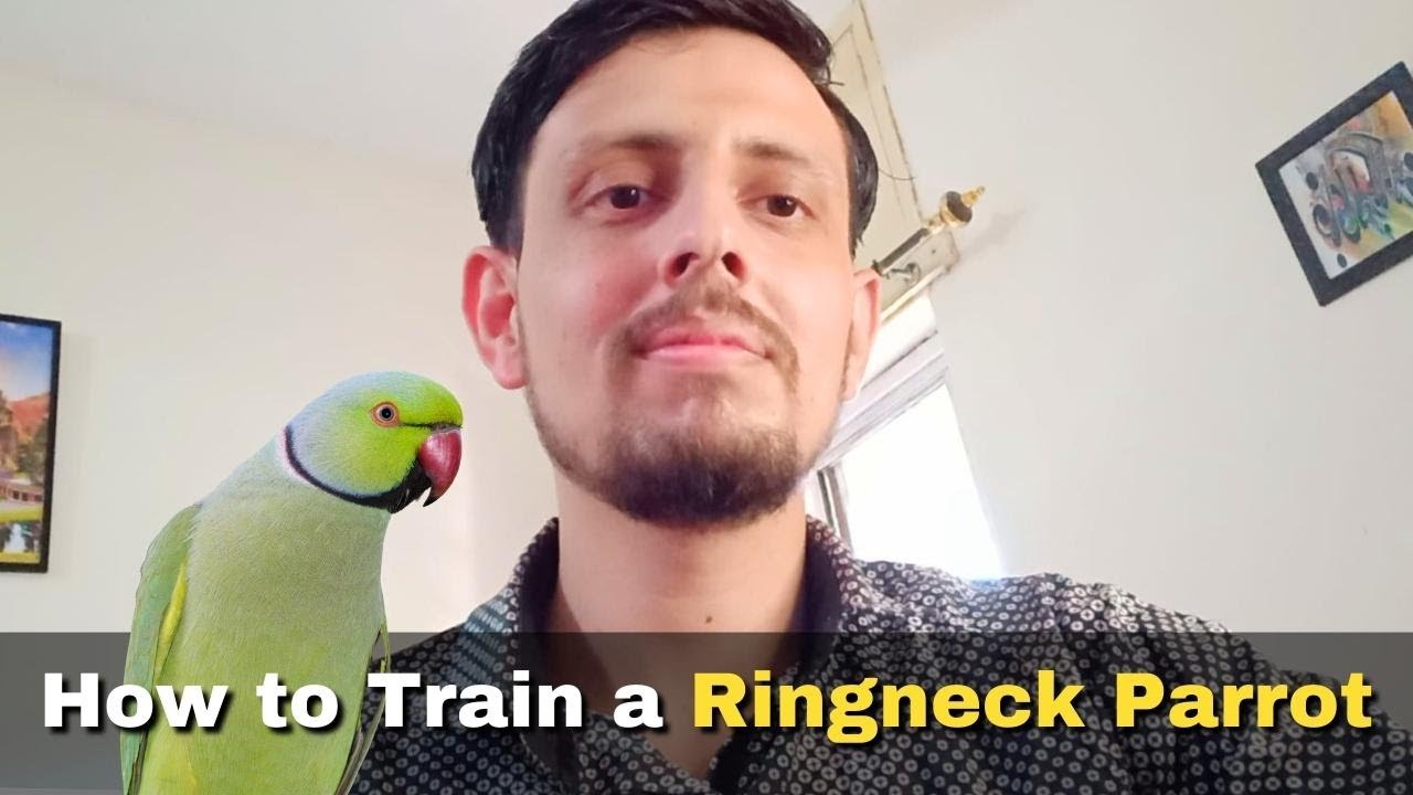 How to Train a Ringneck Parrot in Easy Steps - YouTube