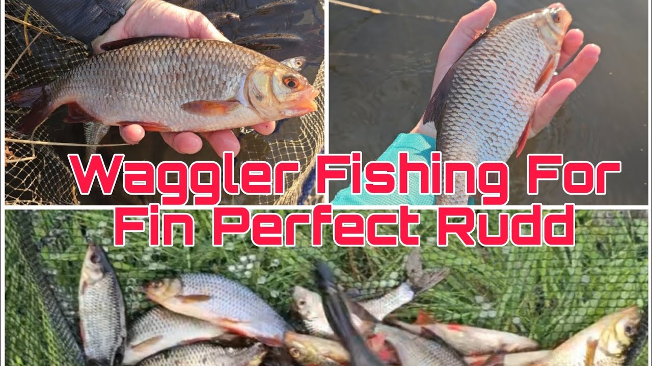 Rudd Fishing Secret Scottish Ponds - YouTube