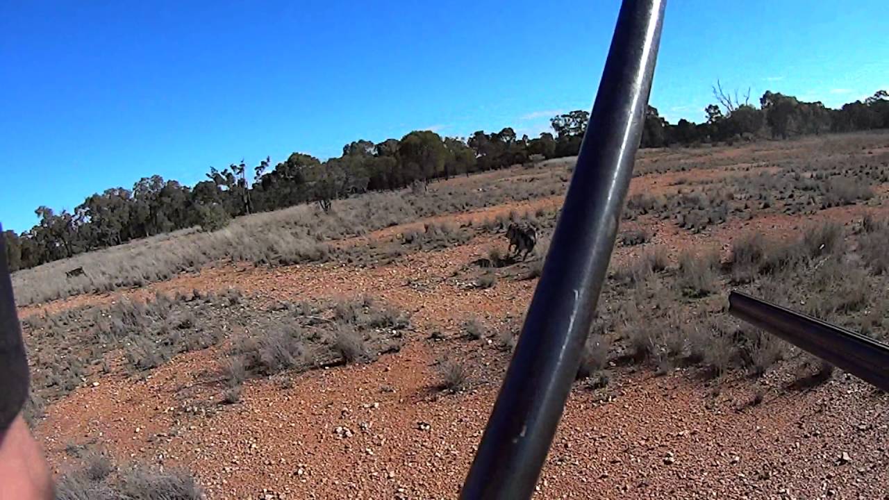 Shooting pigs from a Quad. - YouTube