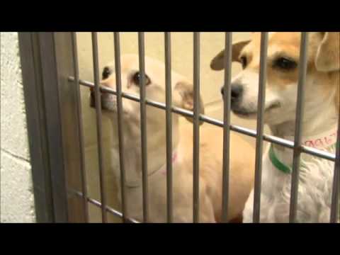DUROVILLE DOGS RESCUED NEED HOMES NOW - YouTube