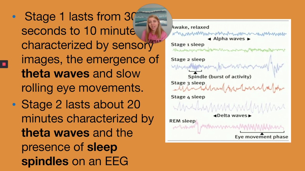 Unit 4 Part 3 Sleep Cycles - YouTube