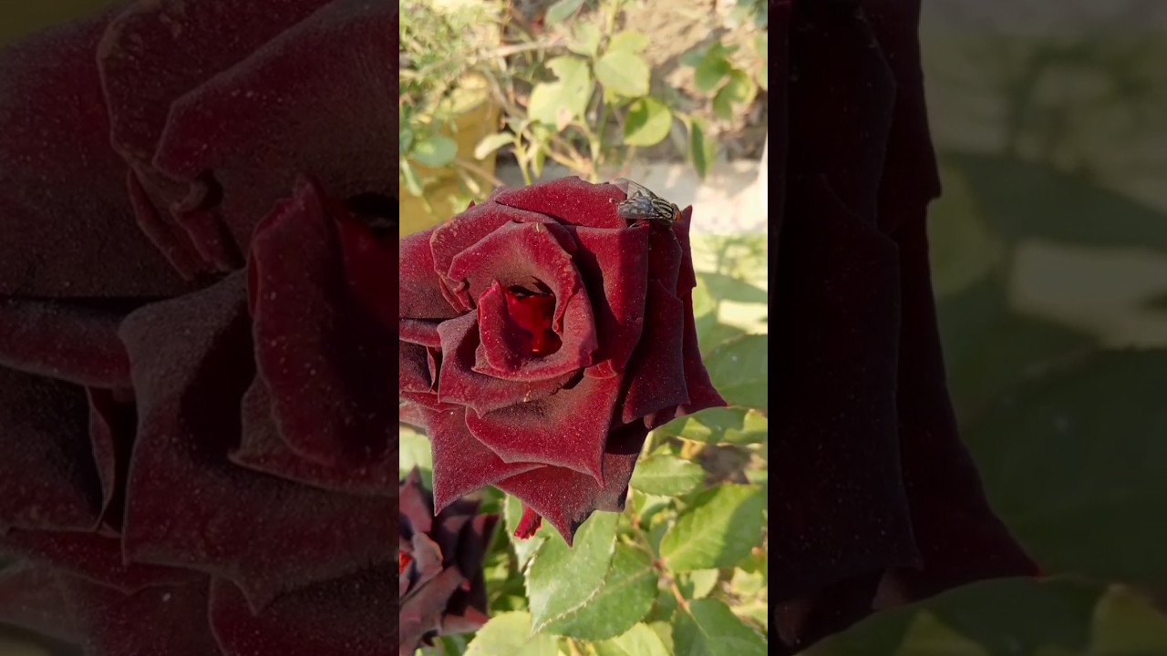 Rose🌹| Rahmat Azizi| Plant Mode #roseplants #flowers #greenindia # ...