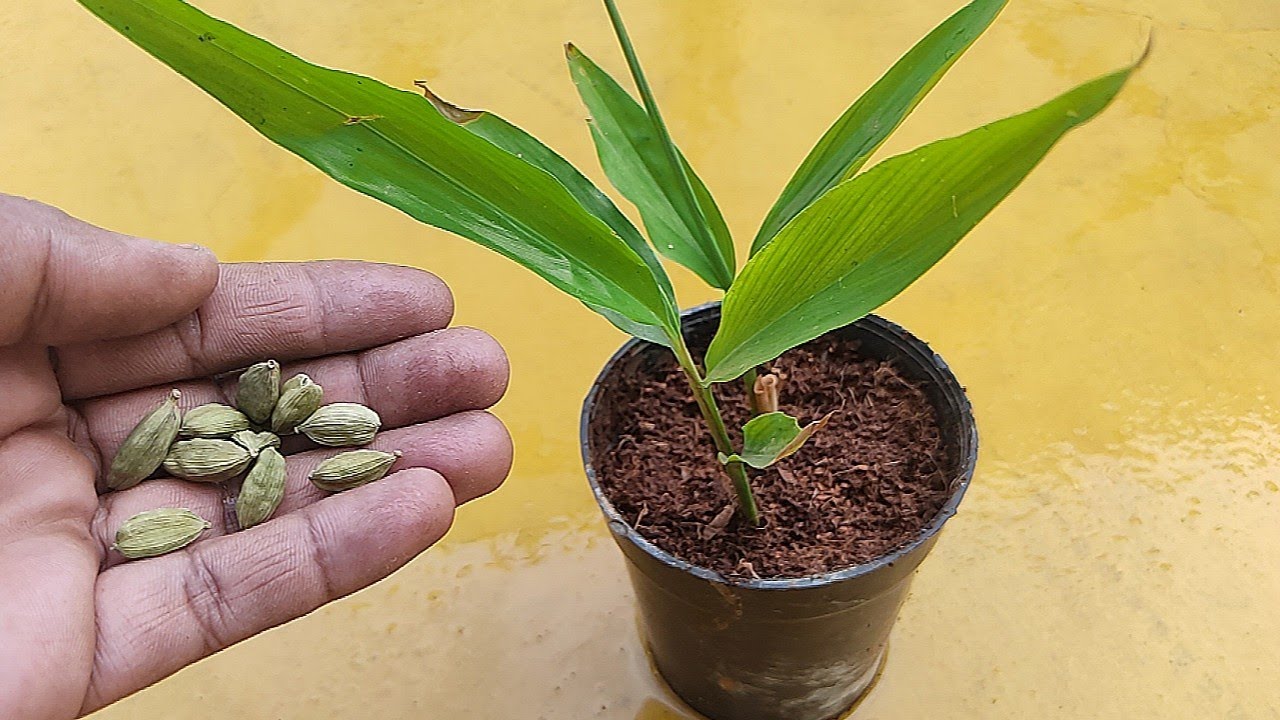 Method of growing kitchen Cardamom in home easily | Miniature Gardening ...