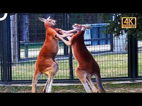 Hayvanlar Aleminin En İyi Boksörü: Kangurular | Wild Wones