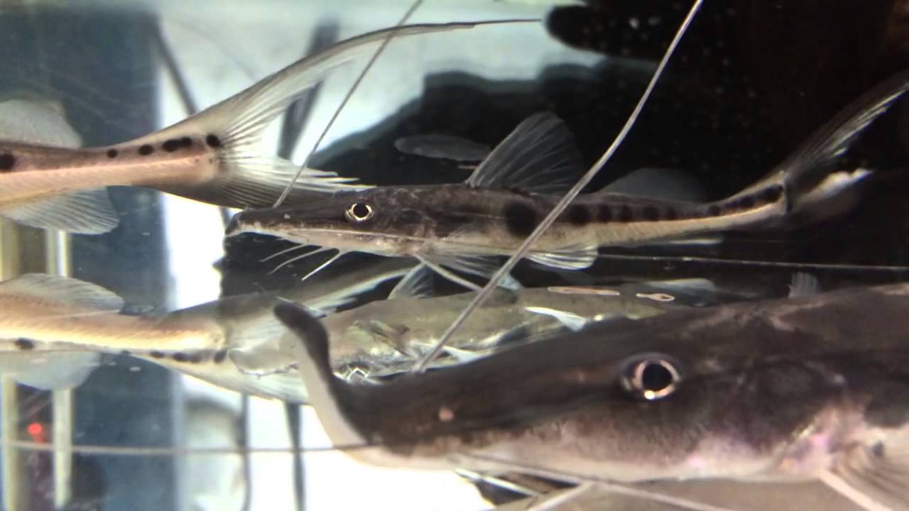 Sturgeon Catfish (Platystomatichthys sturio) - YouTube