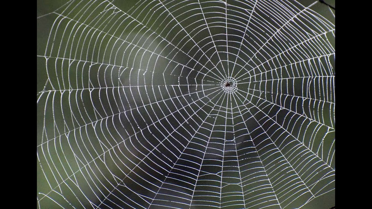Species of Spiders Best Documentary 2017 Documentary films Documentary ...