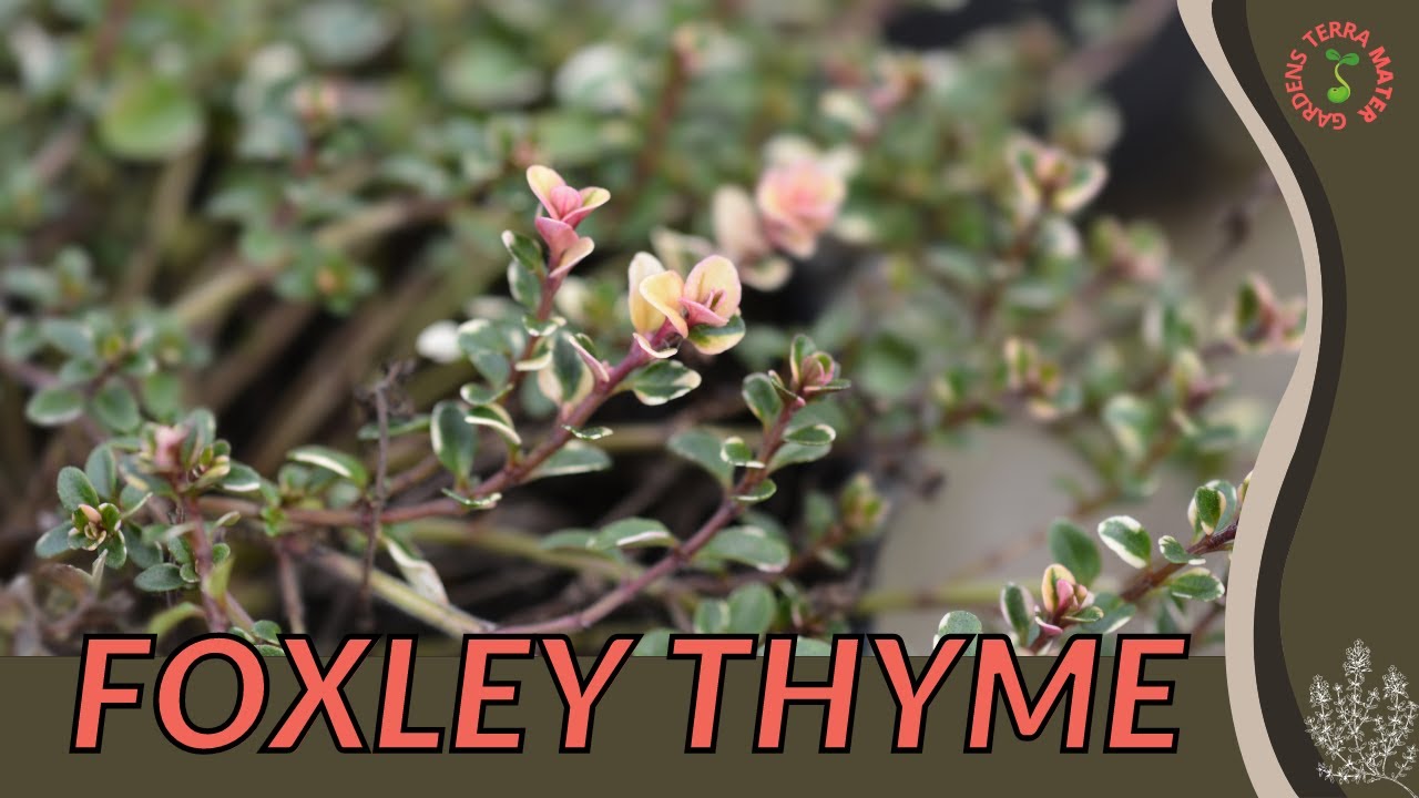 FOXLEY THYME Information and Growing Tips! (Thymus × citriodorus ...