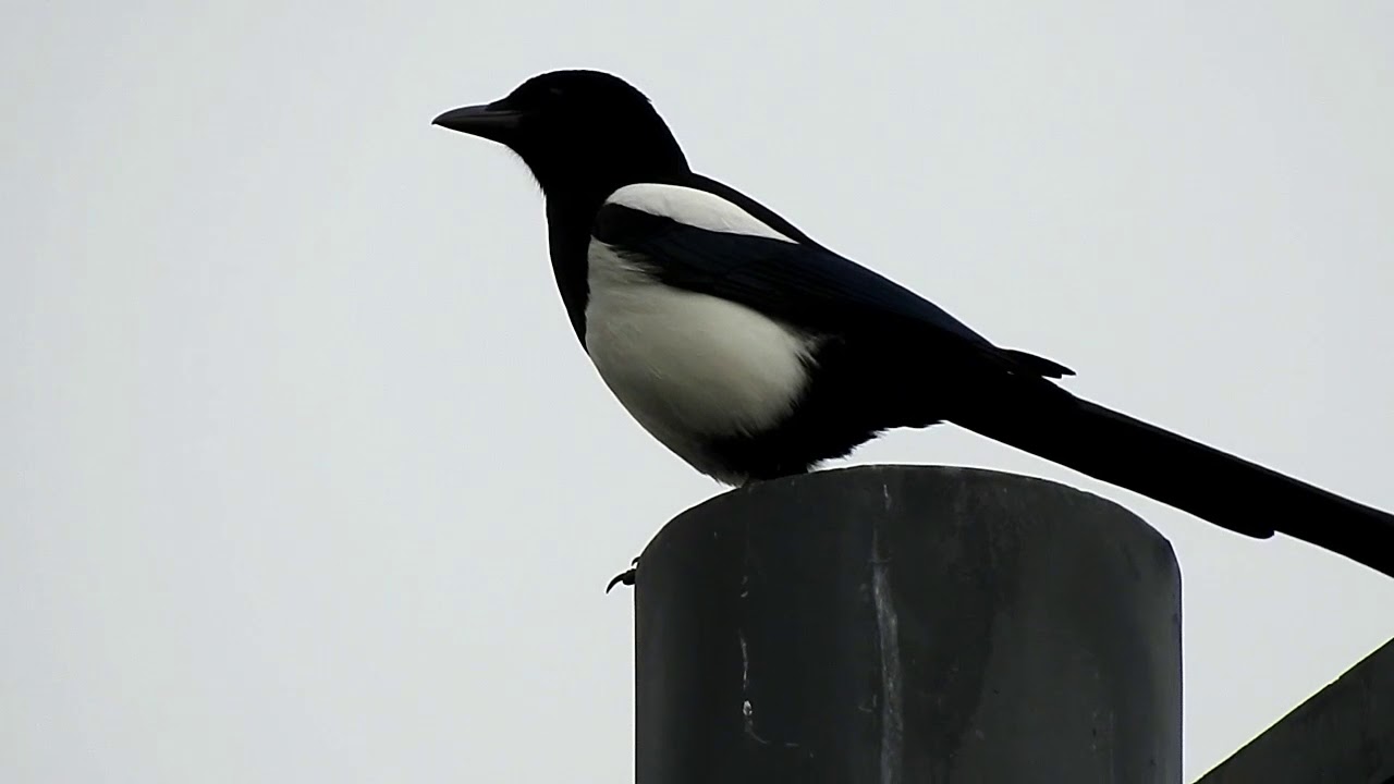 Collared Crow Corvus torquatus 白颈鸦 12 13 18 Talent Park, Shenzhen - YouTube