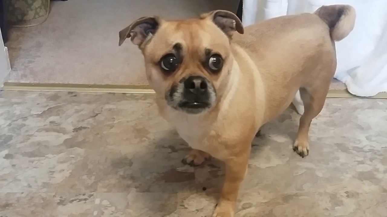 PUG (chug) eats way to fast funny - YouTube