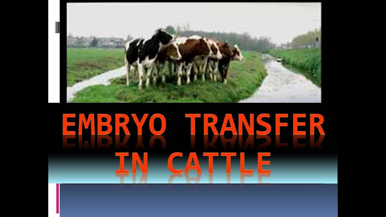 Embryo Transfer in Cattle - YouTube