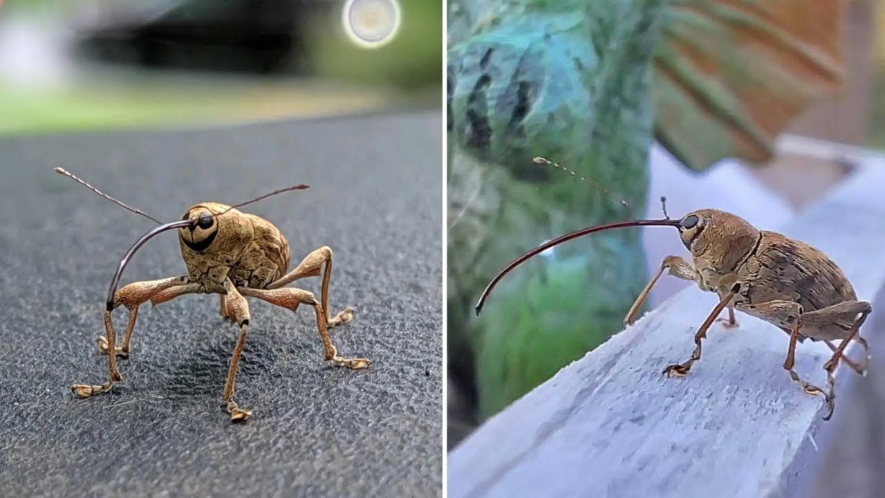 Acorn Weevil Explained: The Tiny Beetle With a Giant Nose That Drills ...