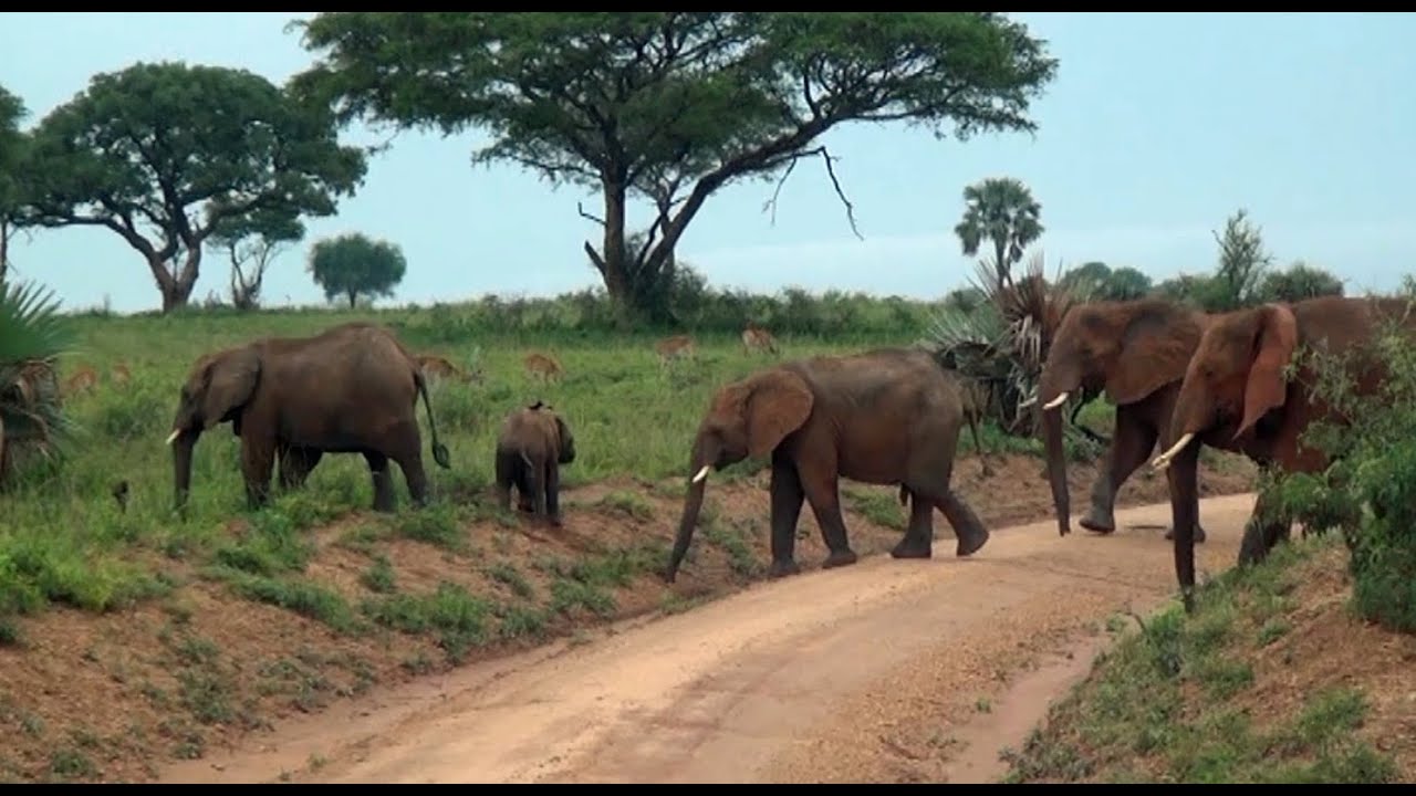 Why stop at the 'Big Five' when you can spot the 'Big Nine'? - YouTube