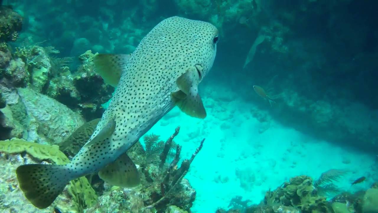 Grand Cayman March 16, 2014 Julie's Wall & Black Rock Reef - YouTube
