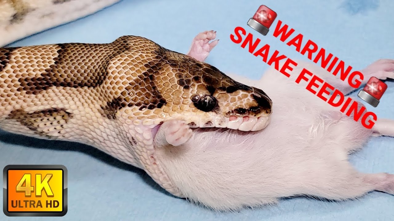How to Feed Ball Pythons Unalived Rodent - YouTube