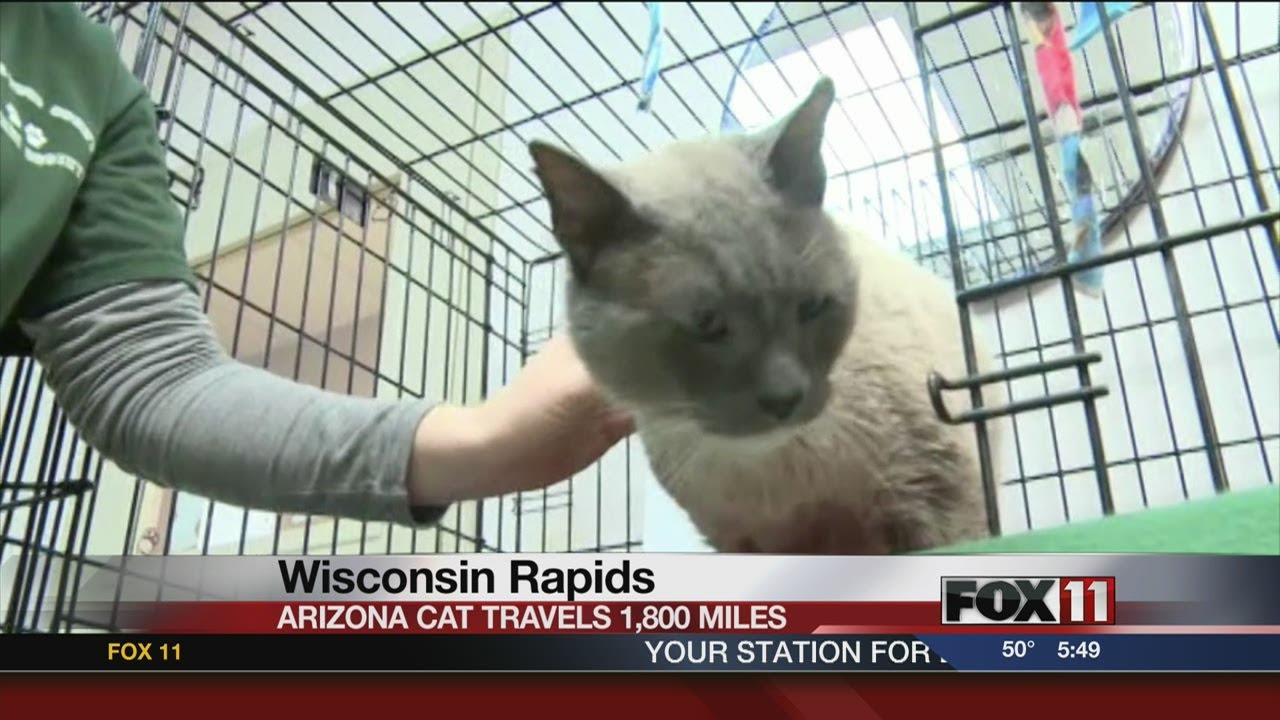 5PM THURS CROSS COUNTRY CAT FROM WIS - YouTube