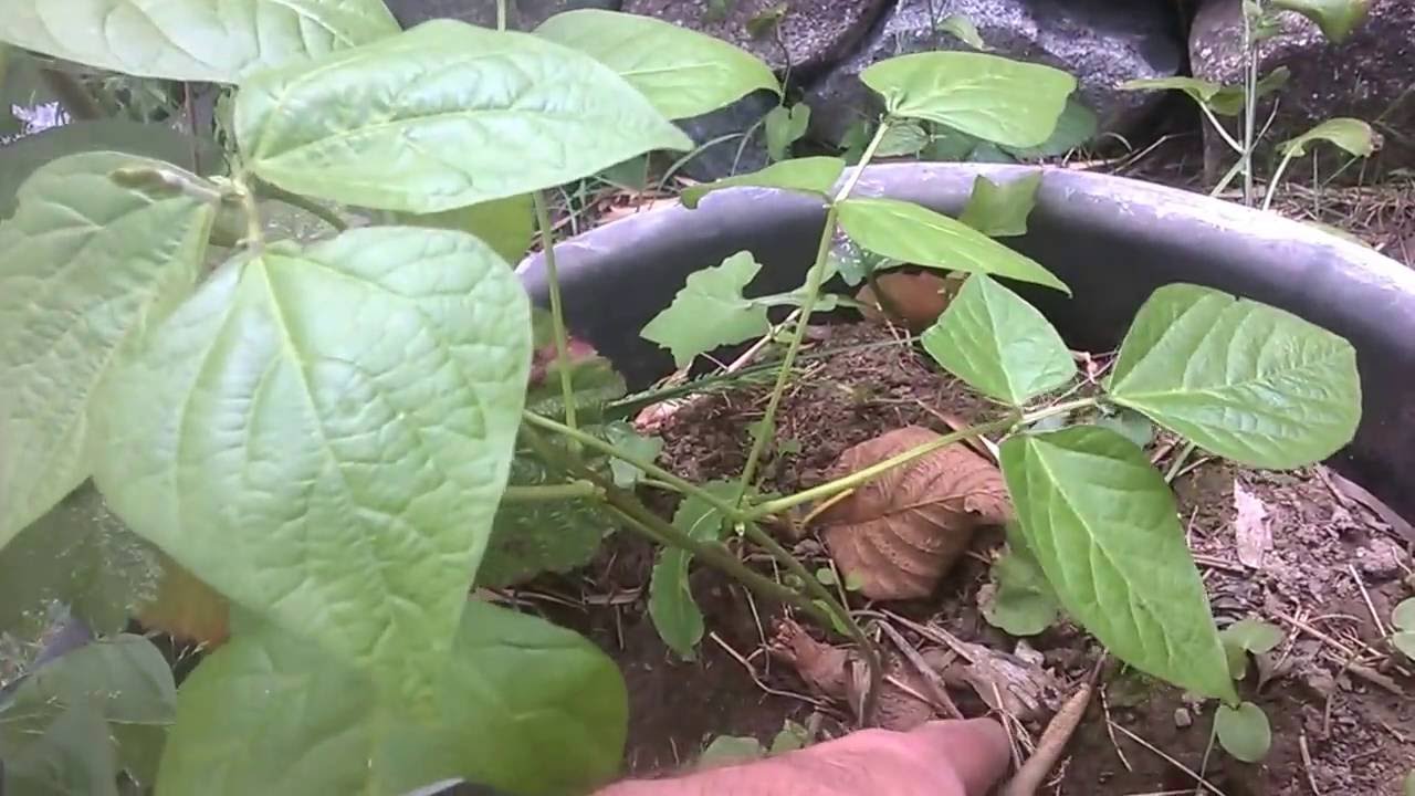 Runner bean tubers revisited. June 11th. Compare the growth 7 days ...