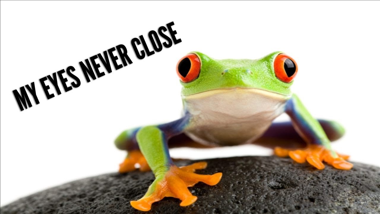8 Weird Facts About Frogs YouTube 8-weird-facts-about-frogs-youtube