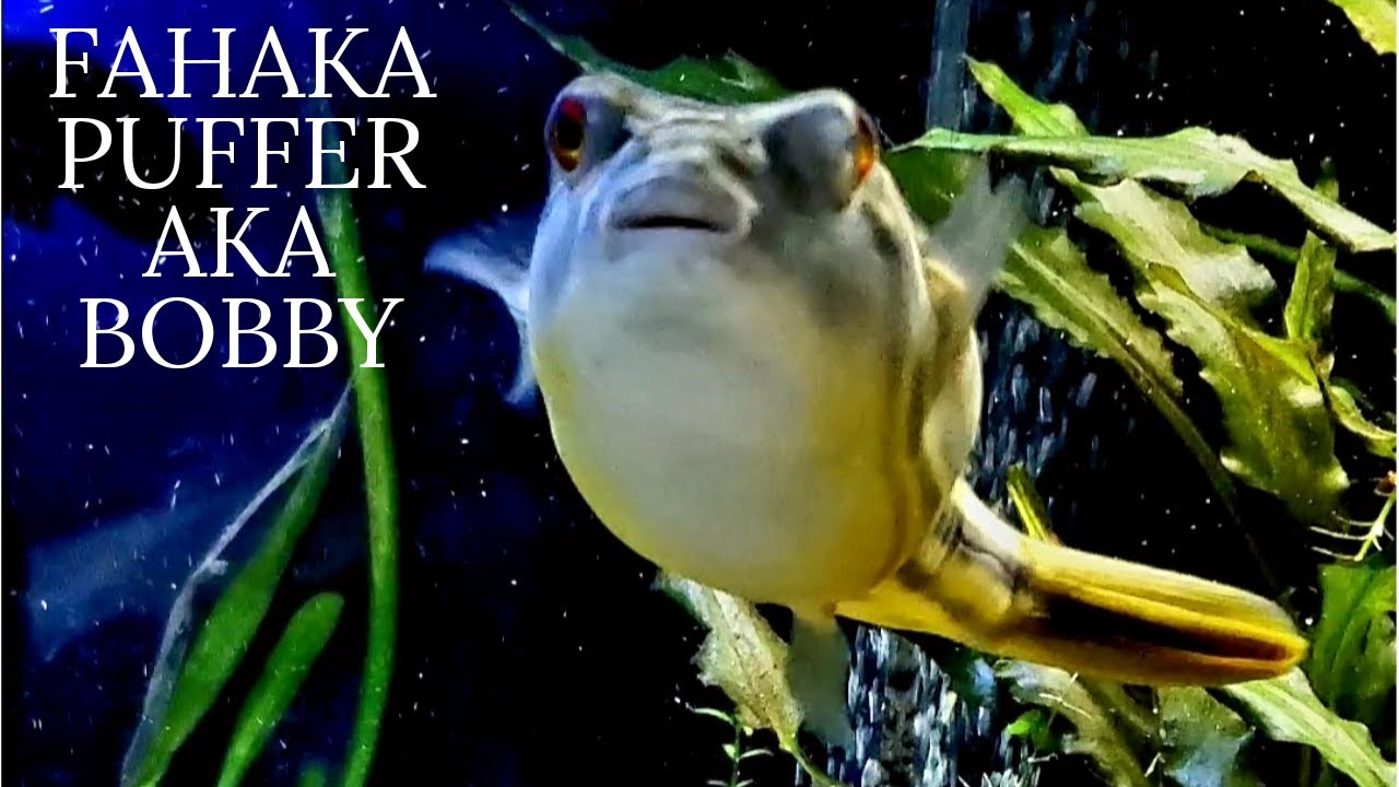 Fahaka Pufferfish the good the bad and the ugly truth - YouTube