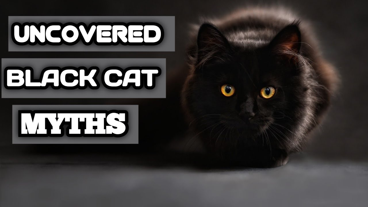 Black Cat Myths|| Black Cat Myths and Facts|| Nature Nauts - YouTube