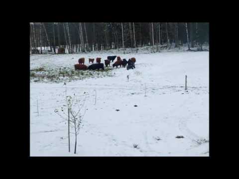 Scottish highland cattle - Bulls fight - YouTube