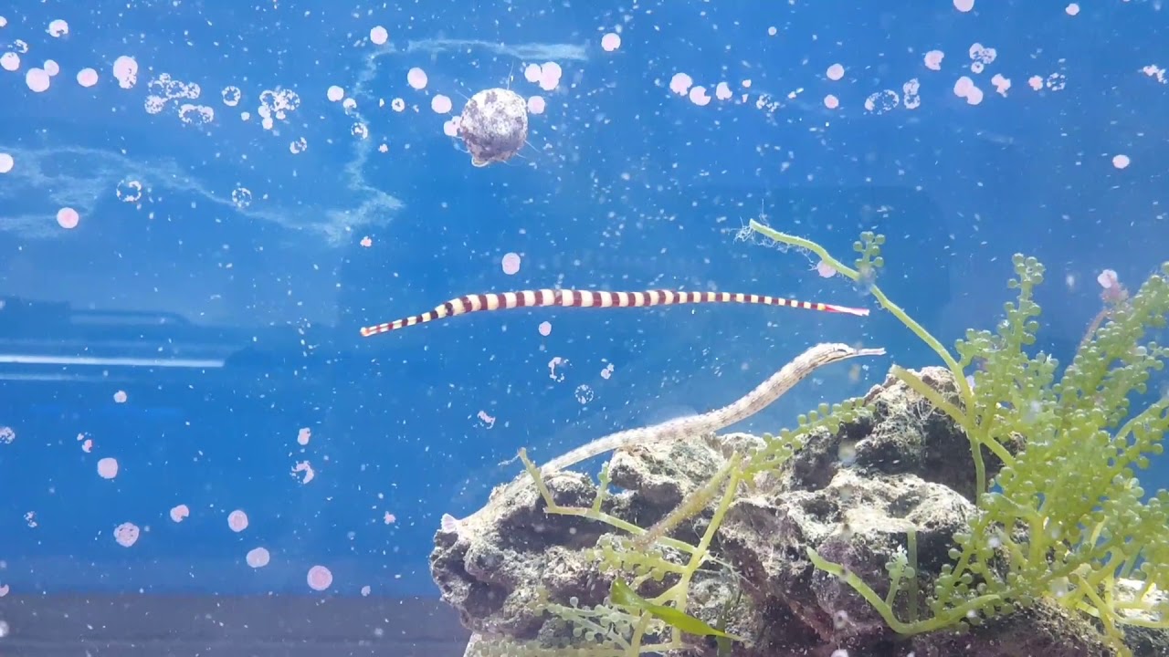 Red banded pipefish eating cyclops - YouTube