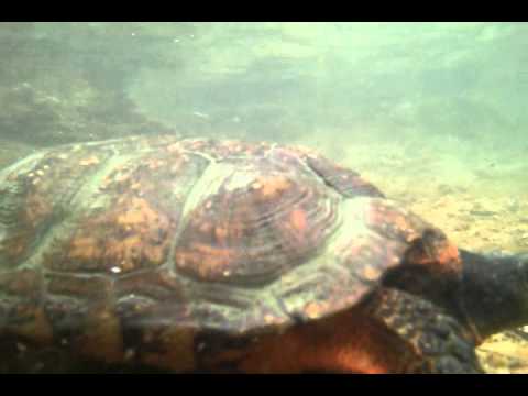 Male wood turtle - YouTube