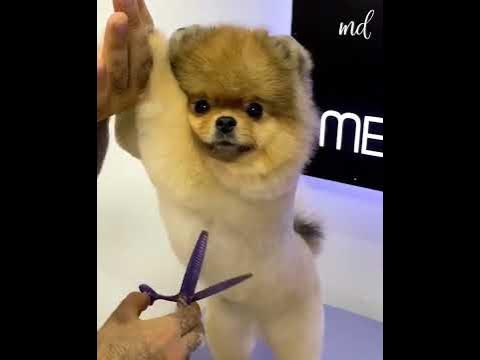 Стрижка шпица - YouTube