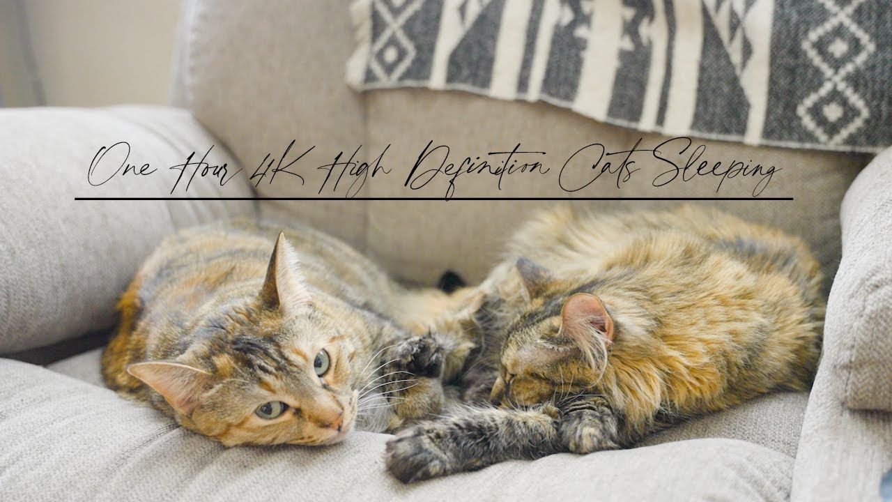 1 Hour 4K HD Cats Sleeping Relaxing Sleep Music - YouTube