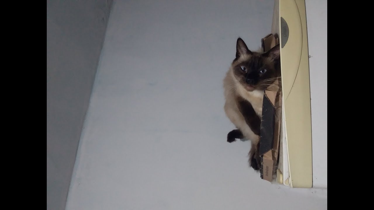 Angry Cat, Sleepy, Do NOT bug me. - YouTube