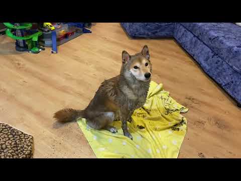 Muddy shiba inu . Don’t worry , I wiped my feet off before I came in ...
