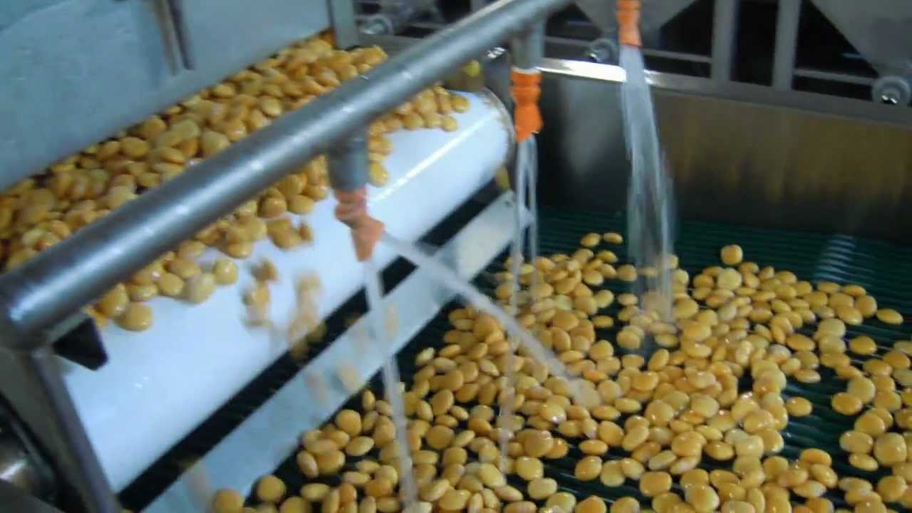 Tremoços / Lupine Bean - YouTube
