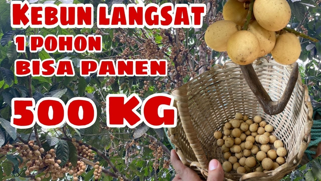 Satu Pohon Langsat bisa panen sampai 500 kg||Duku||Langsat - YouTube
