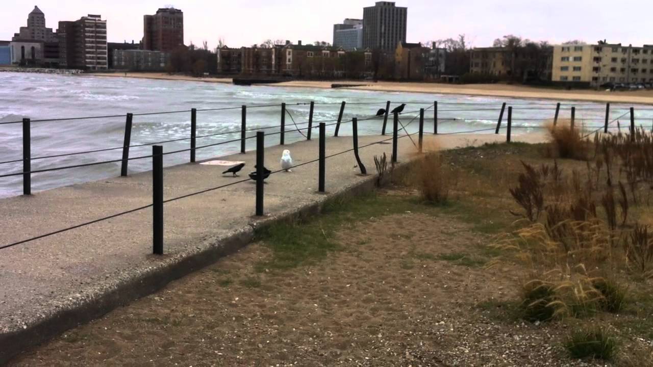 Snowy Owl harassed by a gang of crows at Loyola Park, Chicago - YouTube