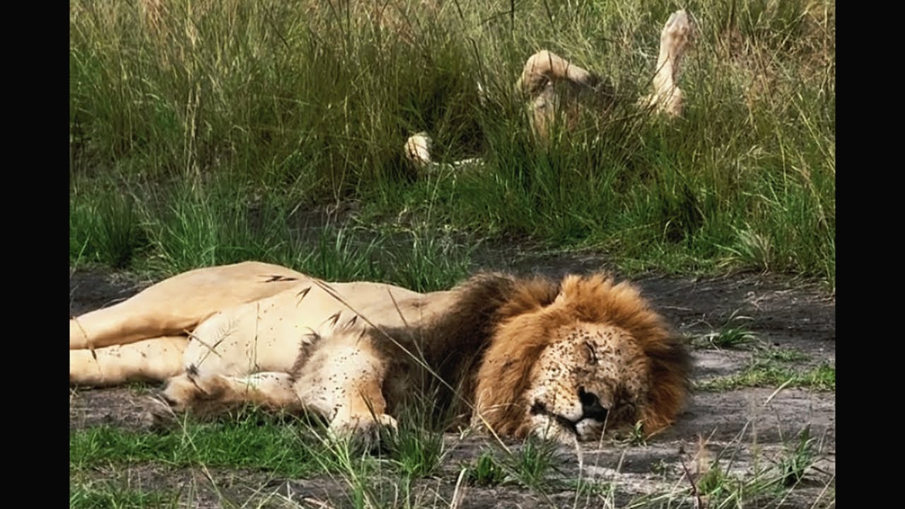Oloshipa & Oloimina ( Black Rock Male Lions ) Sleeping | Masaimara | 13 ...
