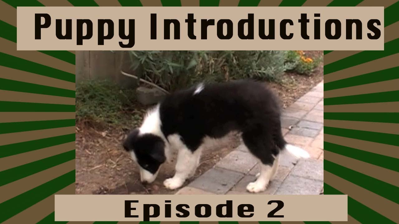 Family Dog's and Puppy Introductions - Episode 2 - YouTube