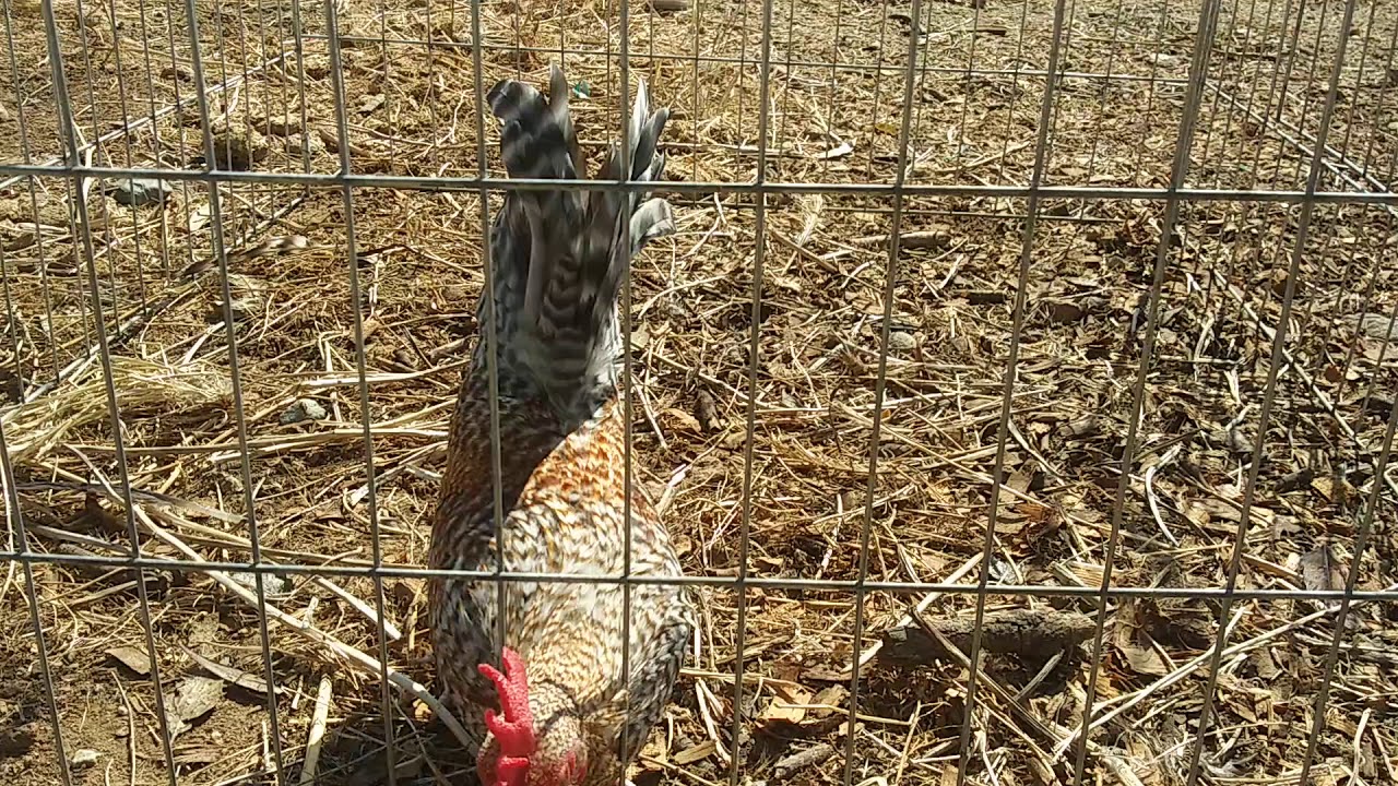 Crele old English game bantam little light but the right color - YouTube