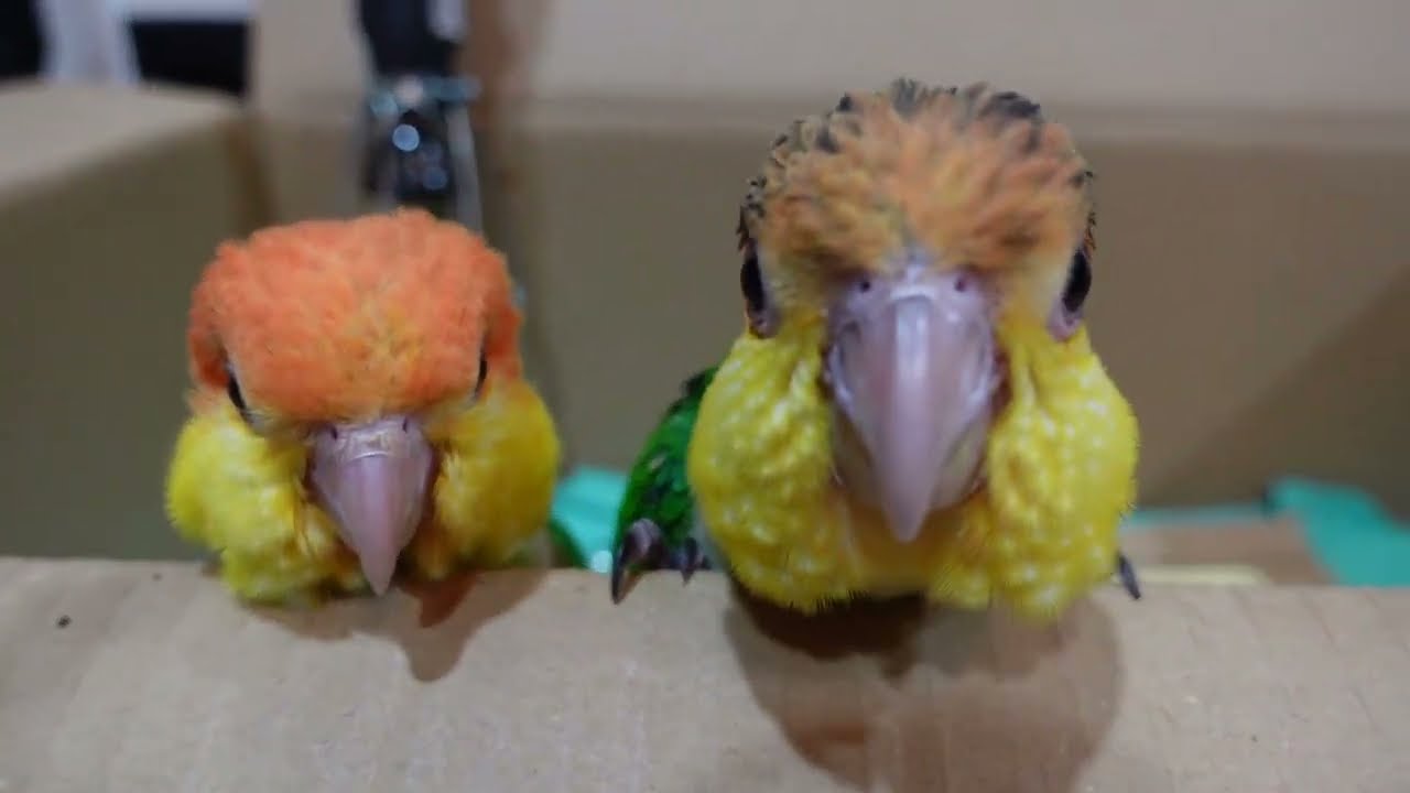 Baby Caique Parrot acting cute | JC017 - YouTube