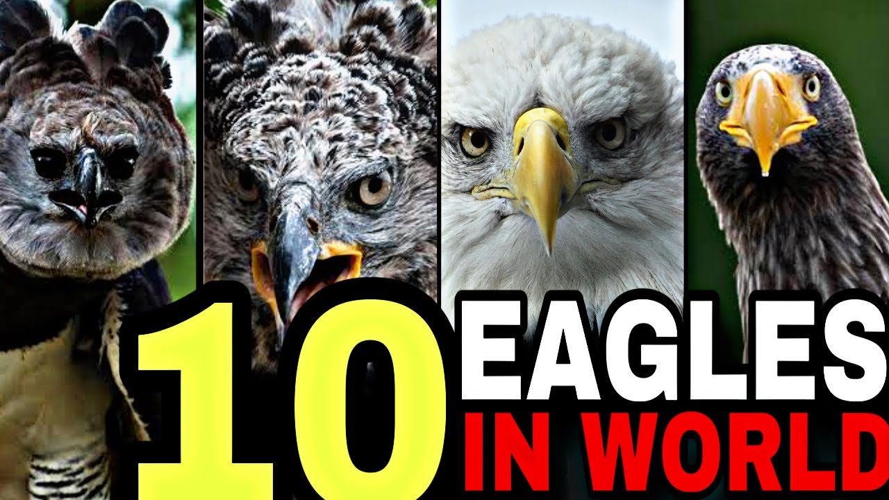 Top 10 eagles in the world||Top 10 Largest Eagles on Earth||10 Most Powerful Eagles in the World ...