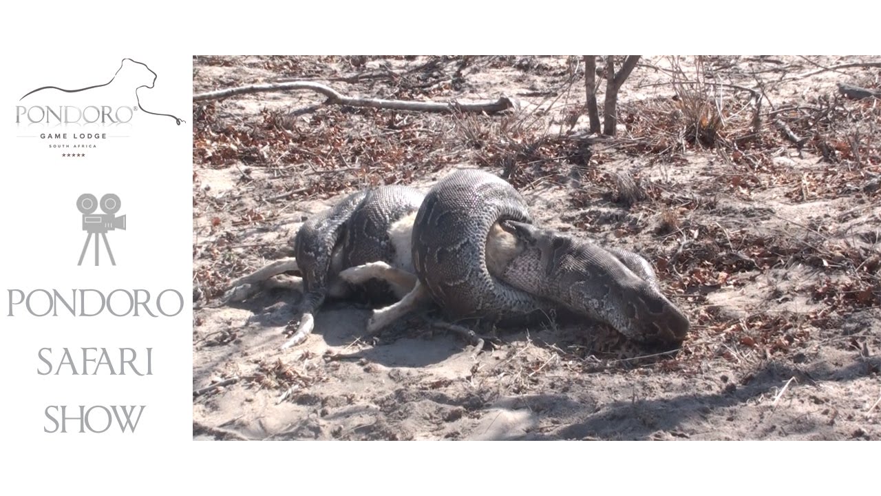 An African rock python swallowing a jackal - YouTube