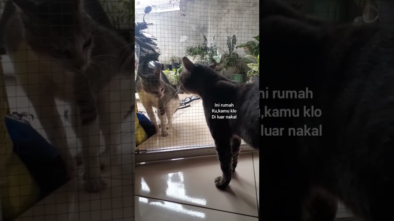 KUCING BERANTEM LUCU - YouTube
