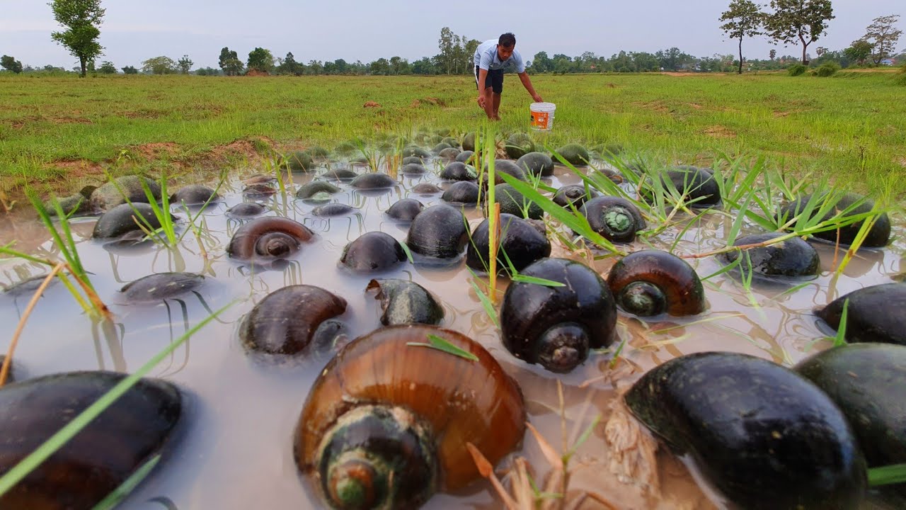 Wow wow wow Amazing Fishing! After rain a lots of snails catch by ...