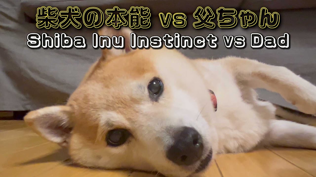 A Shiba master fights to protect his home from the instincts of a Shiba ...