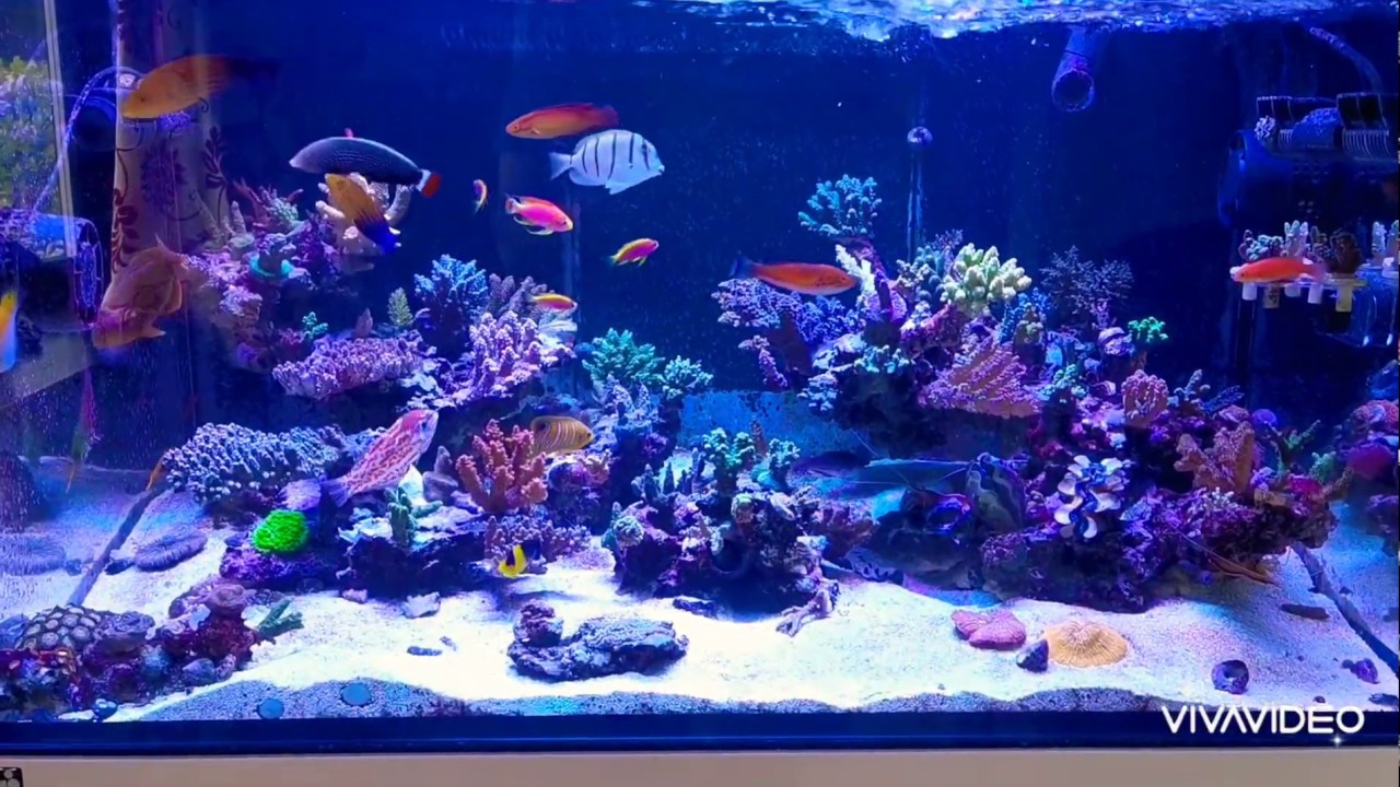 DD Reef pro 900 update April 16th 2020 - YouTube