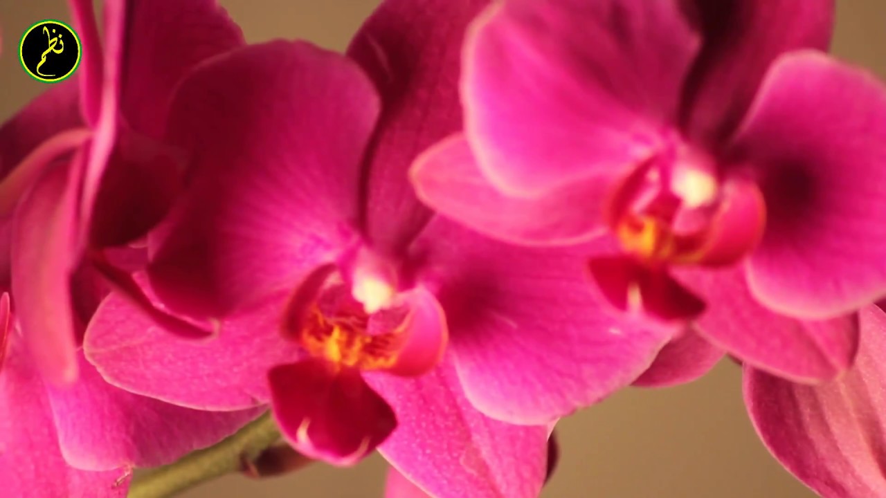 Nazm: Maula Mere Qadeer Mere Kibriya Mere | Amtul Basit Bushra | Hazrat ...