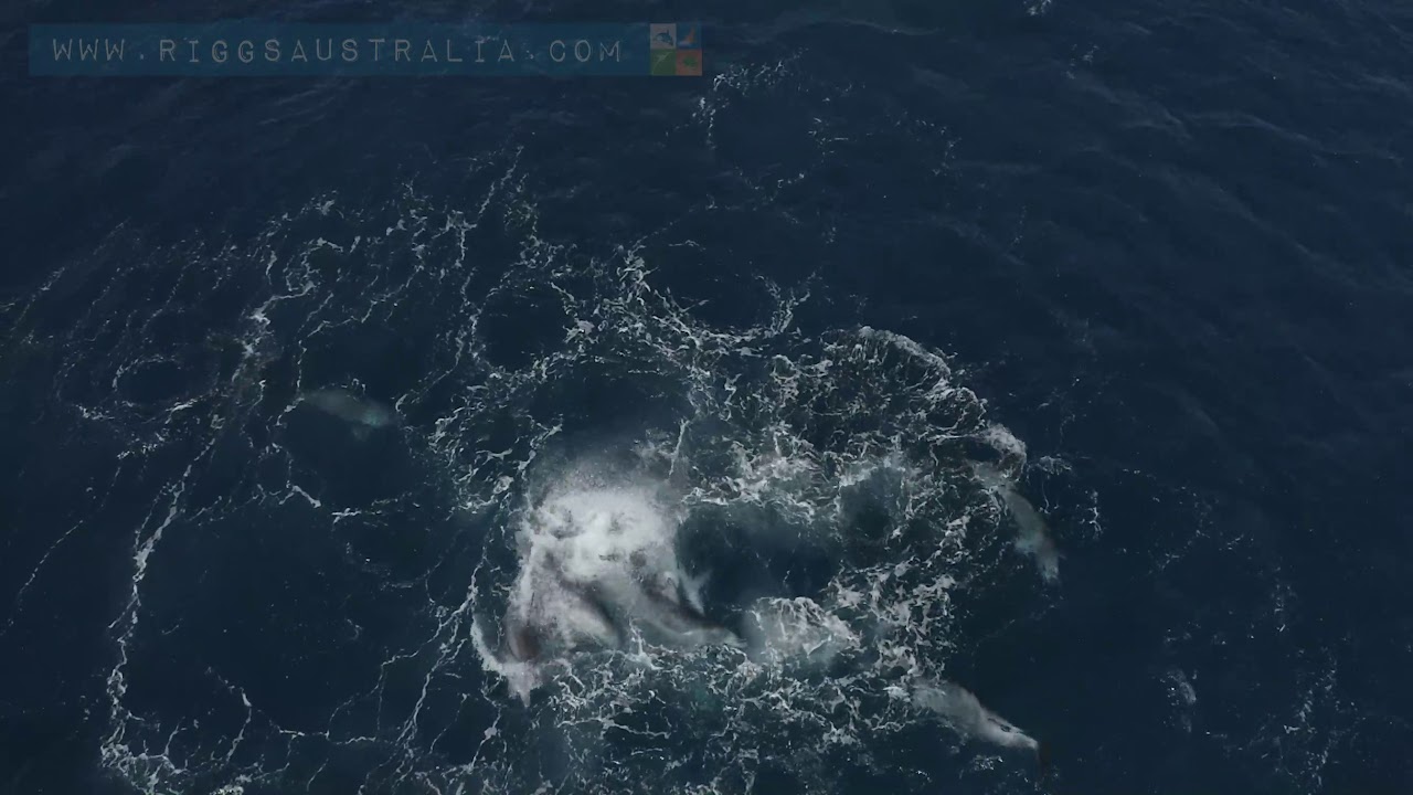 Aggressive dolphins - YouTube