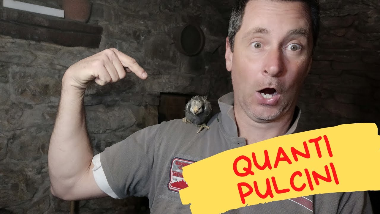 pulcini di 10 e 30 giorni amrock Valdarno lakenfelder marans ayam ...