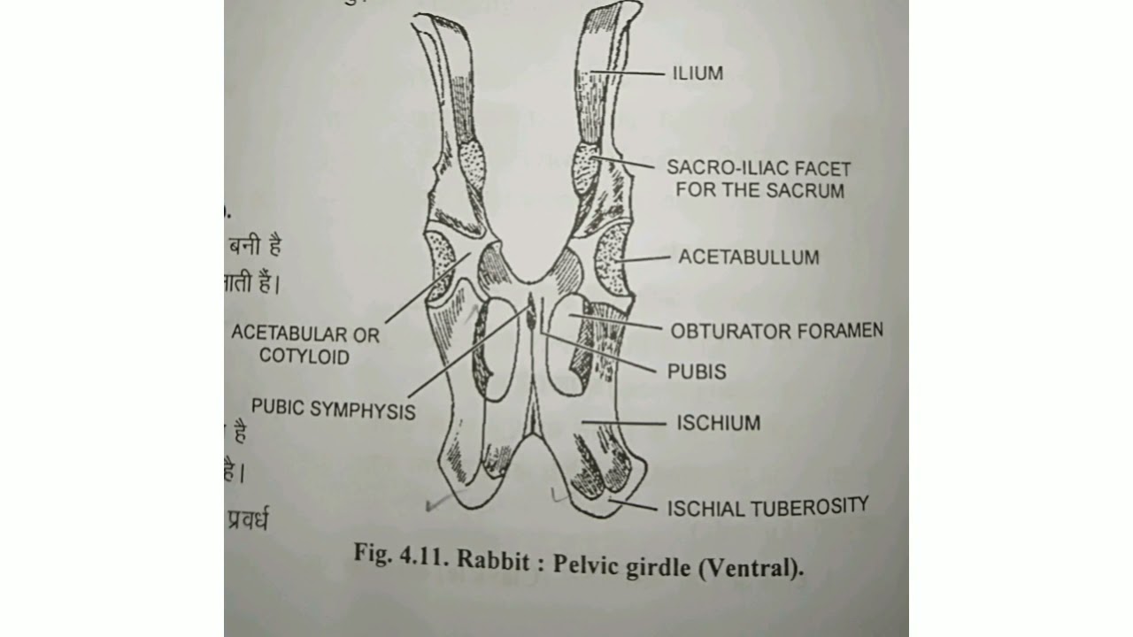 Rabbit Foot Anatomy